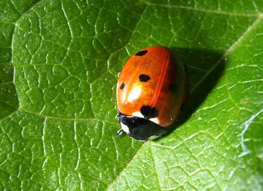 Olympus M.Zuiko Digital ED 30mm F3.5 Macro Sample Images | Photography Blog